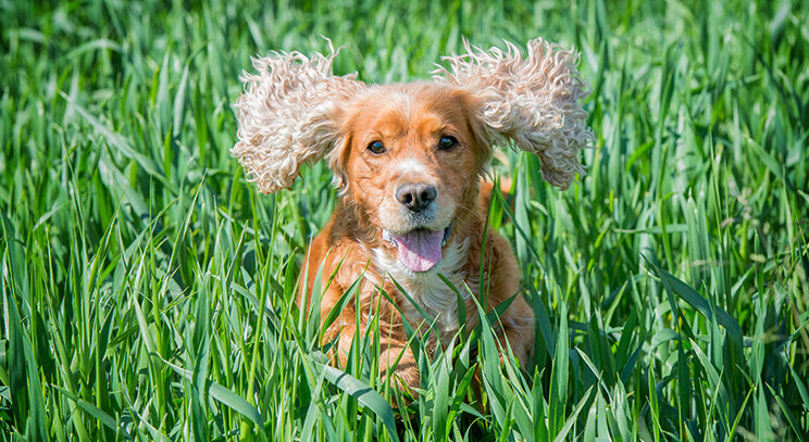 Cocker spaniel angielski – wszystkie informacje i opis rasy - Zoocial.pl